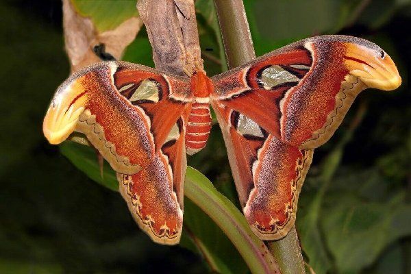 Attacus atlas - Terrazoo