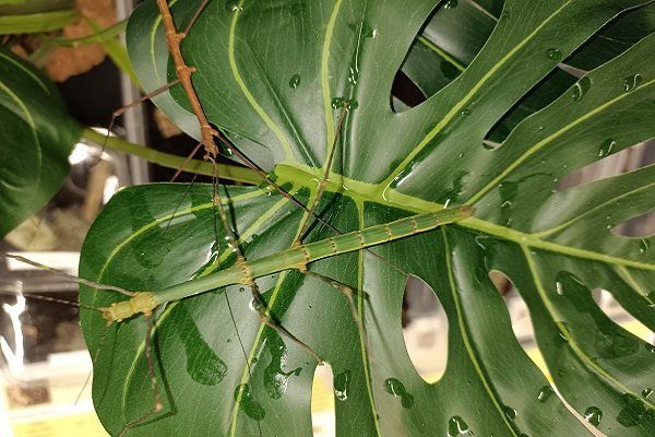 Myronides glaucus - Terrazoo