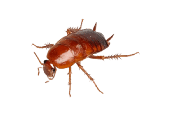 Redrunner - Terrazoo