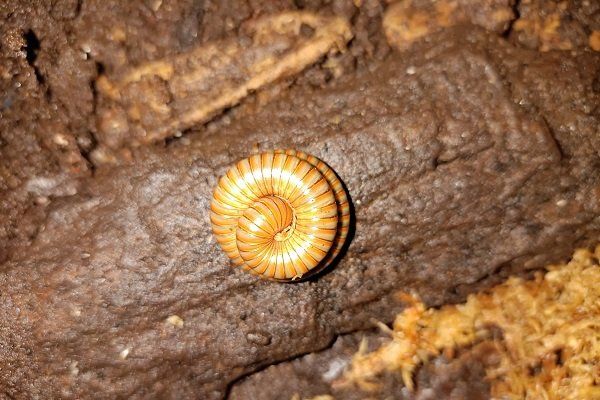 Spirostreptus sp 1 « Tanzanie » - Terrazoo